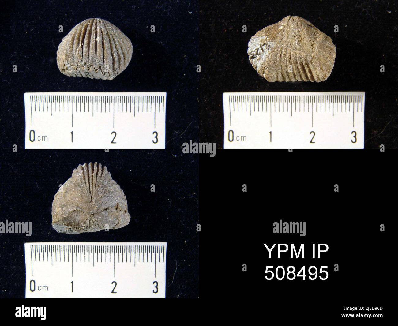 Pander hi-res stock photography and images - Alamy