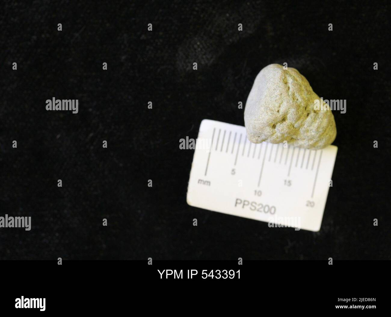 Undet ichnofossil ichnofossil ichnofossils hi-res stock photography and ...