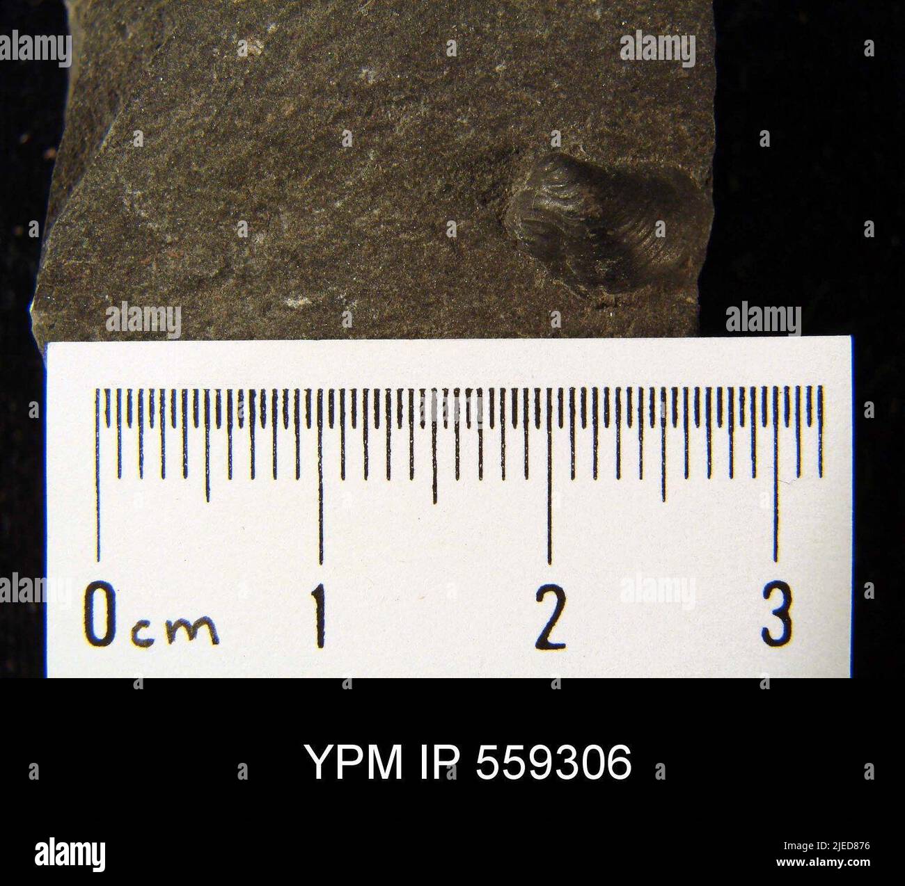 Avicula glabra goldfuss hi-res stock photography and images - Alamy