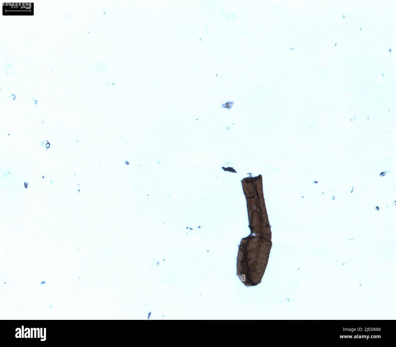 Scorpionida hi-res stock photography and images - Alamy