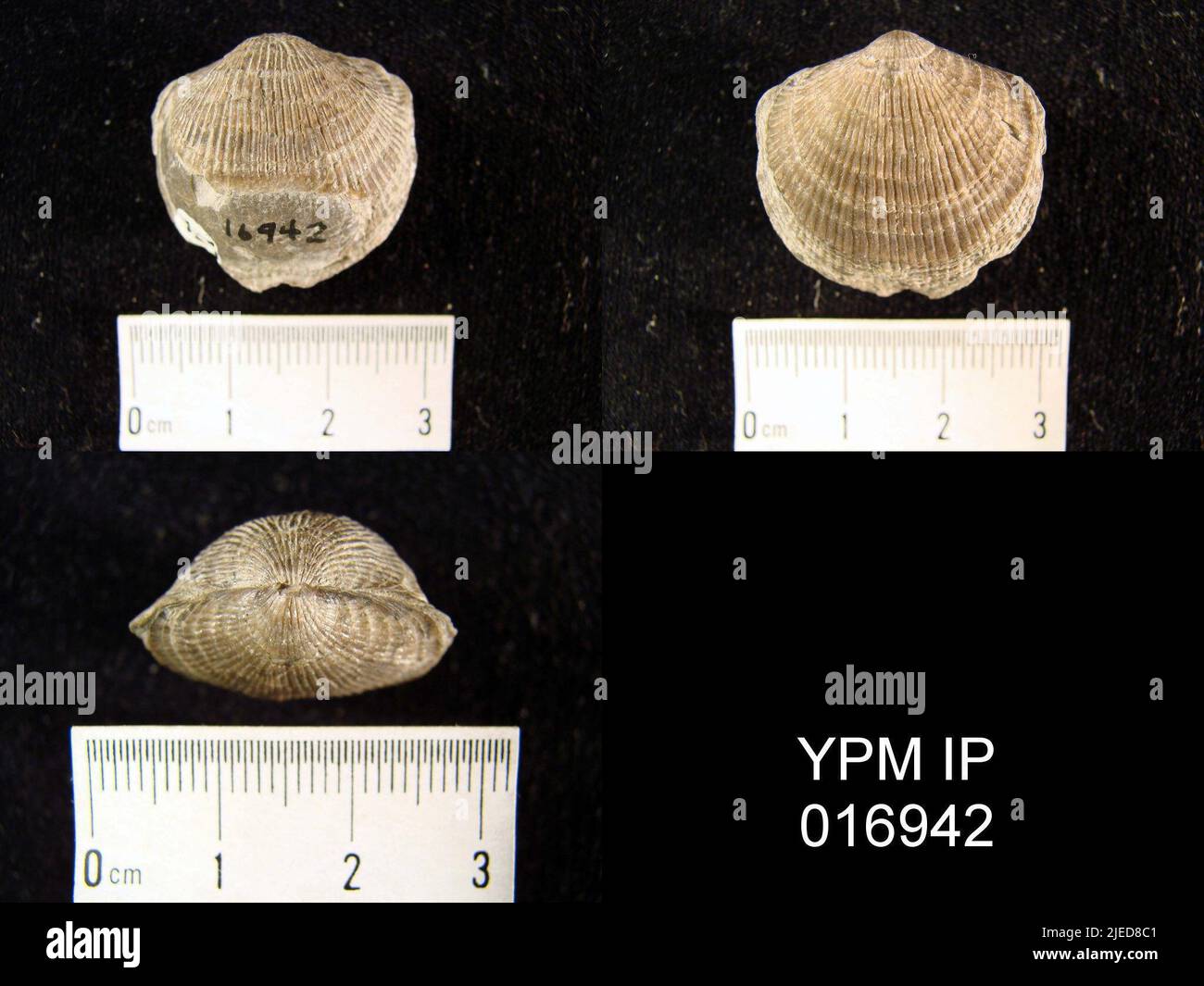 Atrypa sp animalia hi-res stock photography and images - Alamy