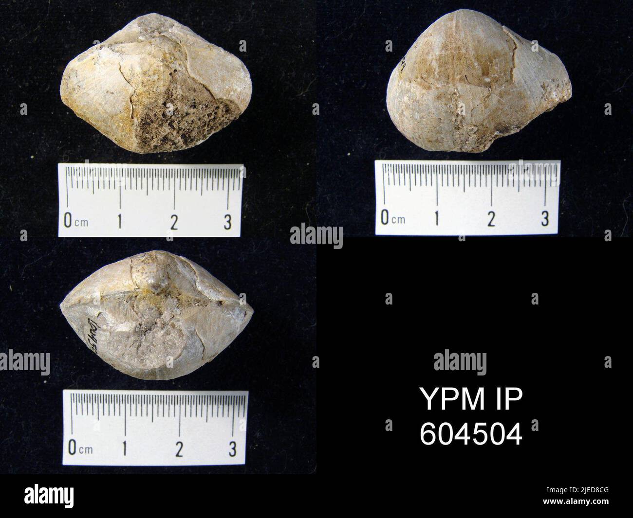 Martinia hi-res stock photography and images - Alamy