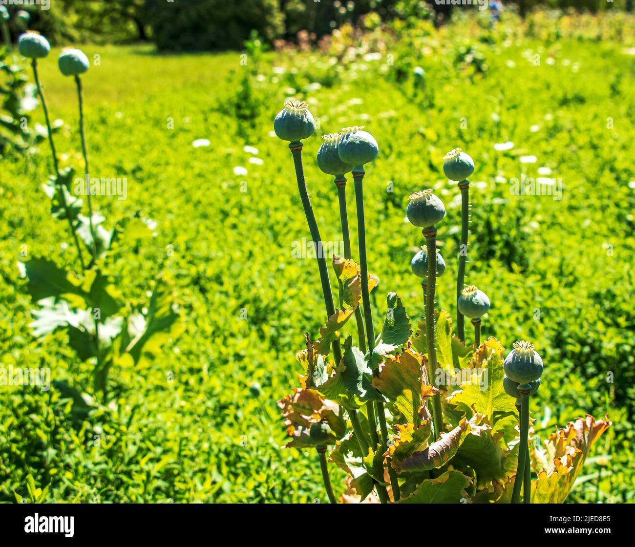 Achene with seeds of the maturing poppy plant. The stem and the box ...
