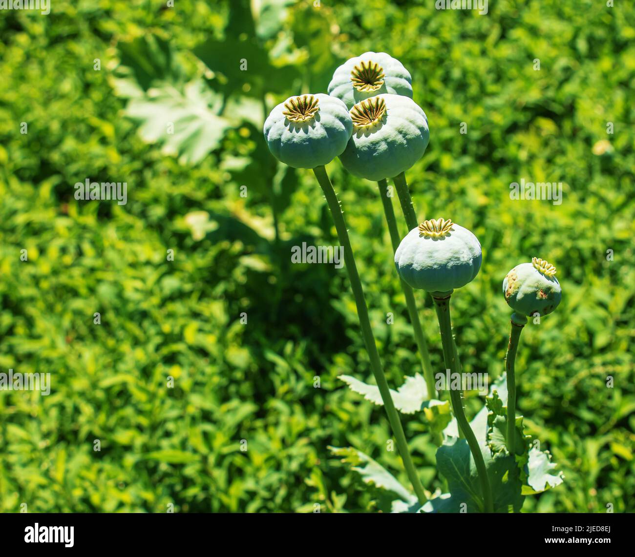 Achene with seeds of the maturing poppy plant. The stem and the box ...