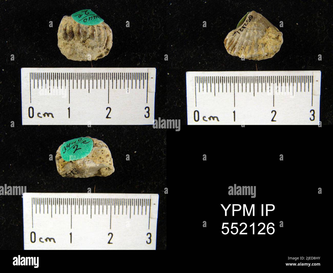 Rhynchonellida hi-res stock photography and images - Alamy