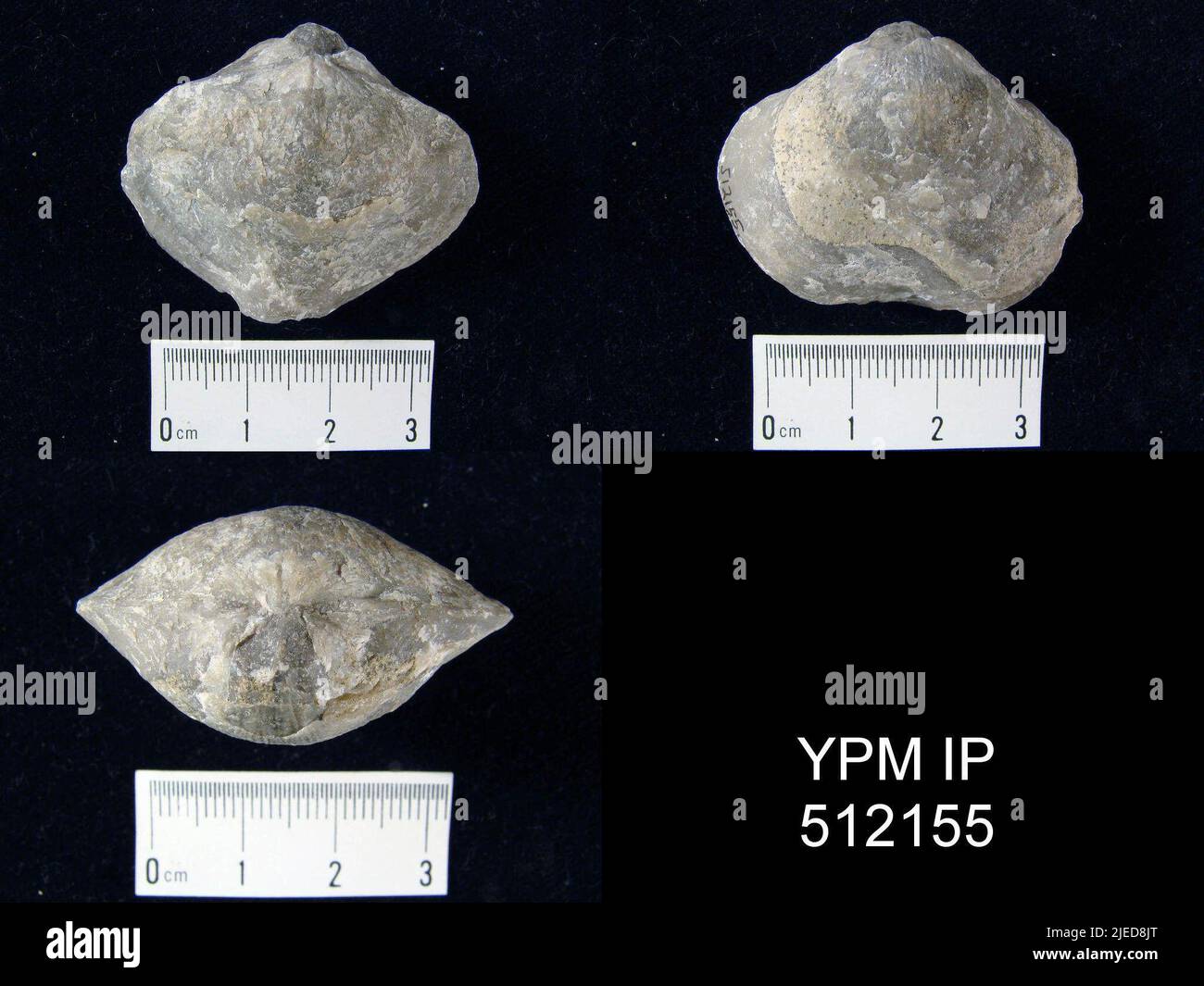 Martinia hi-res stock photography and images - Alamy