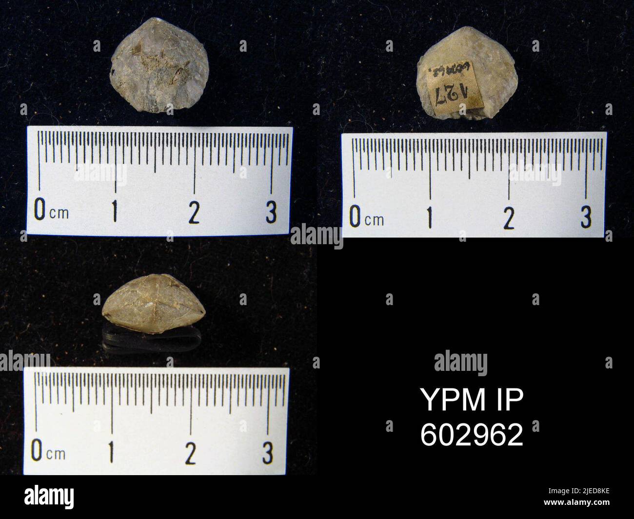 Undet rhynchonelliformea animalia hi-res stock photography and images ...