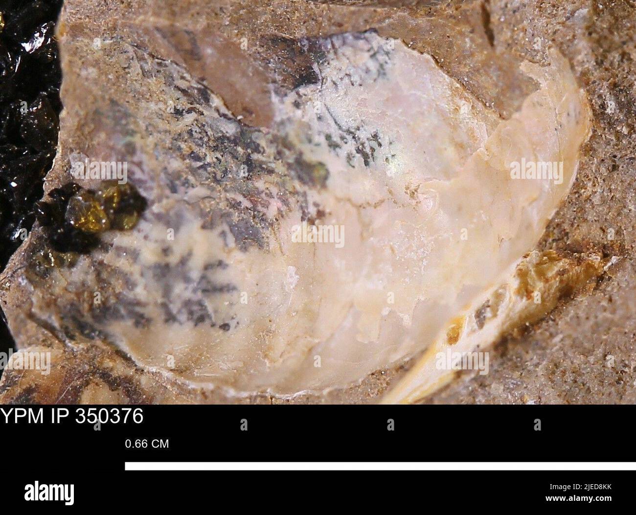 Mollusca ammonoidea hi-res stock photography and images - Alamy
