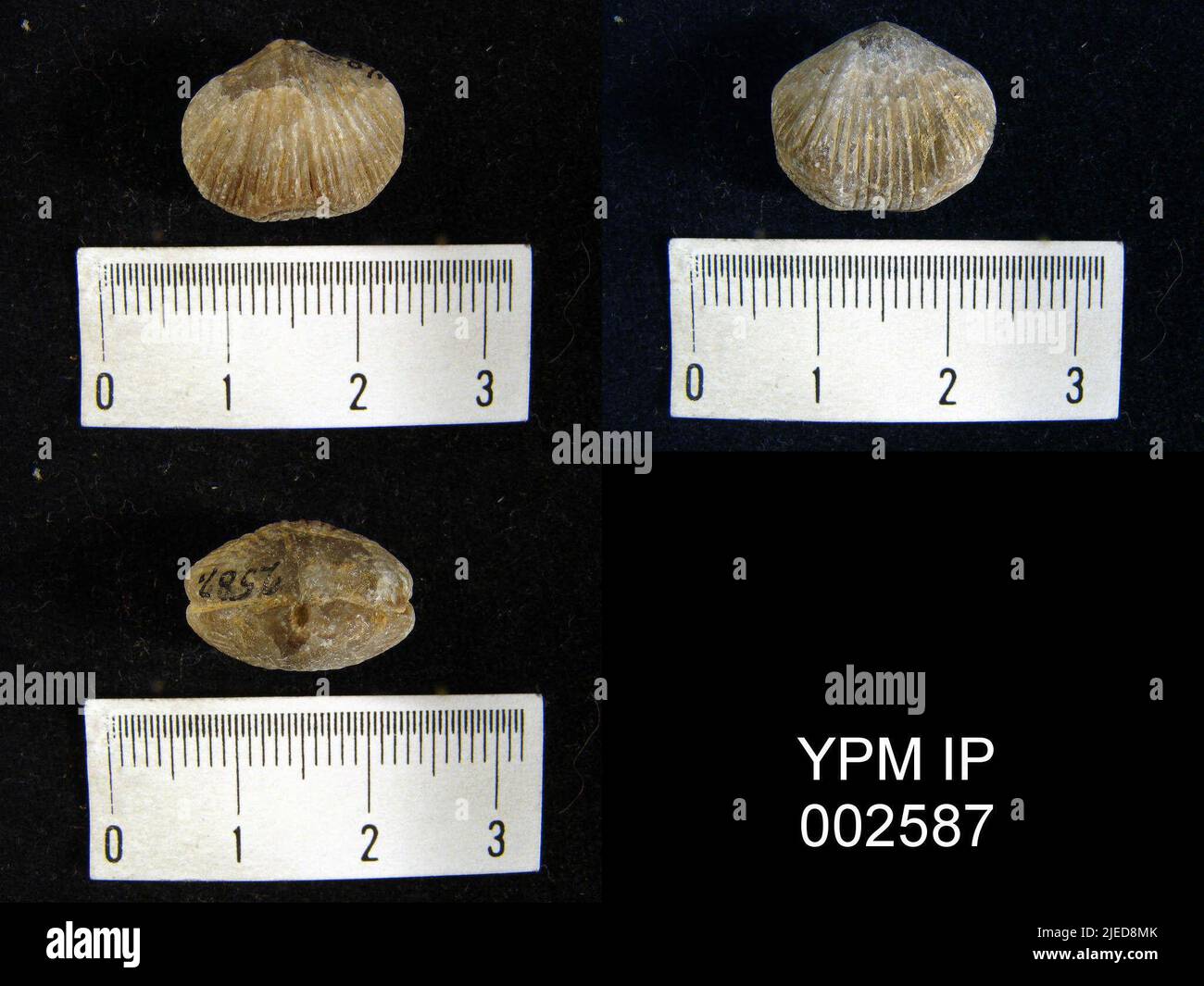 1853 animalia hi-res stock photography and images - Alamy