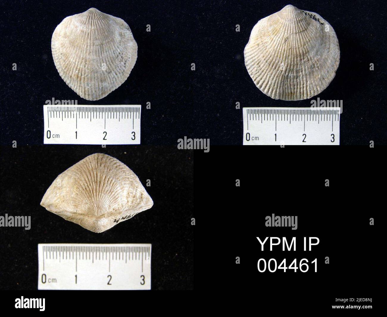 Atrypa sp animalia hi-res stock photography and images - Alamy