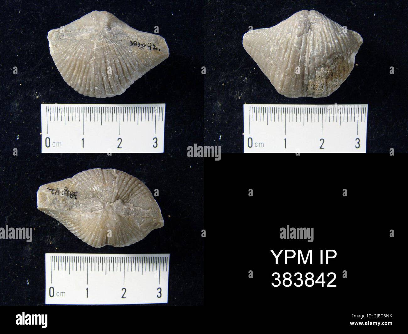 Spirifer sp hi-res stock photography and images - Alamy