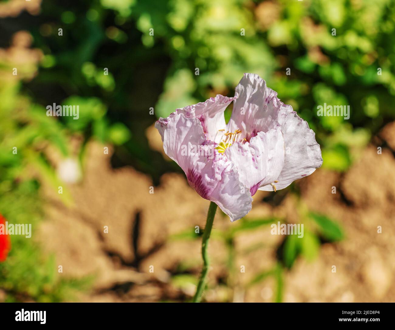 Close-up of the seed pods and red-pink flowers of Papaver somniferum ...