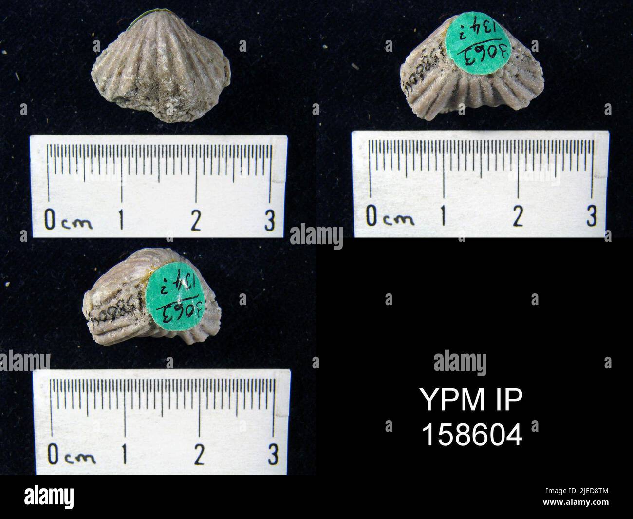 Nutrix hi-res stock photography and images - Alamy