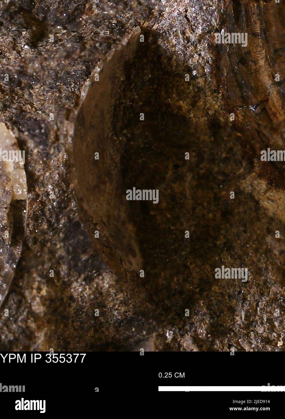 Laterally compressed body hi-res stock photography and images - Alamy