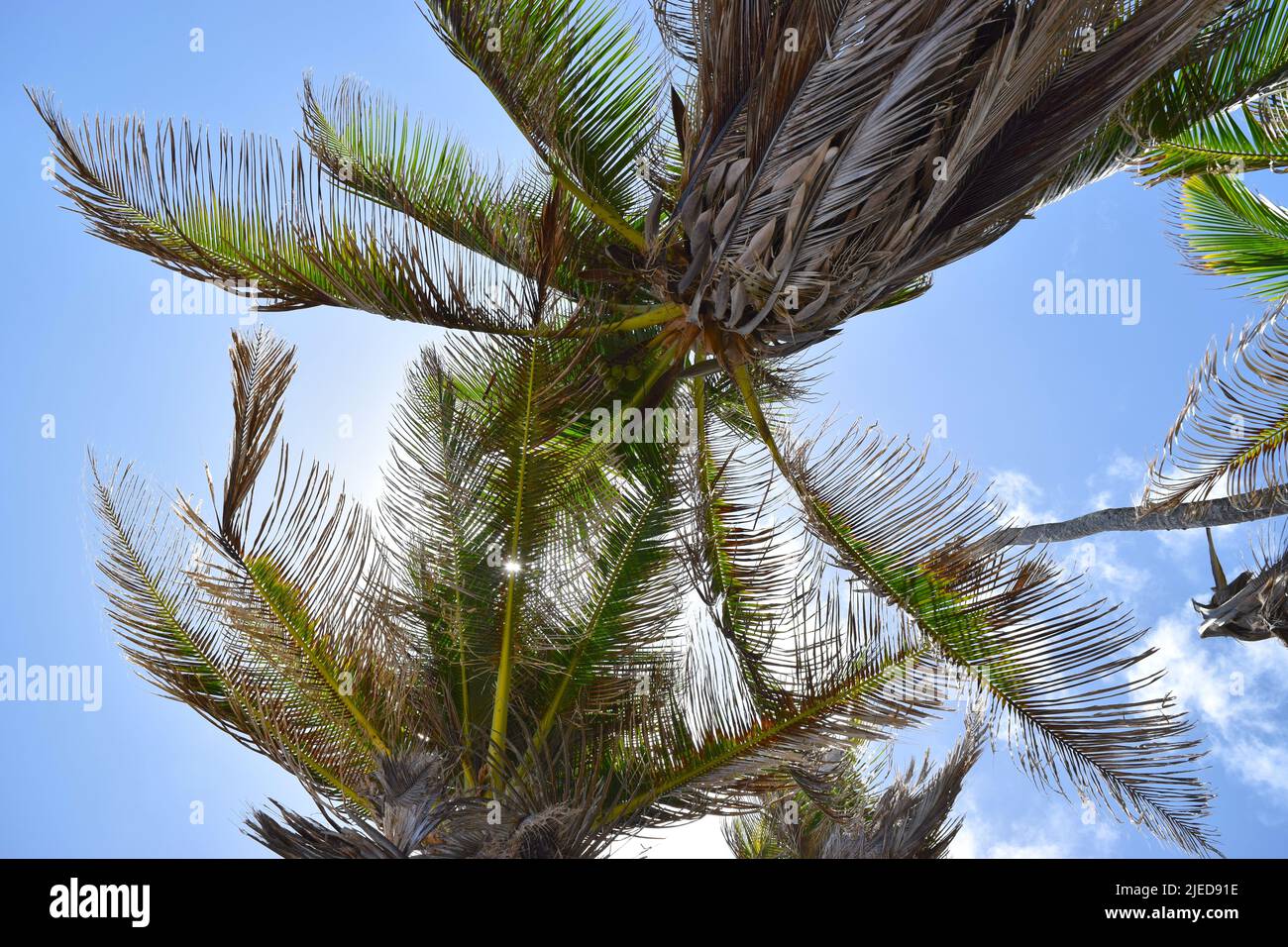 Gorgeous view green palm trees hi-res stock photography and images - Alamy