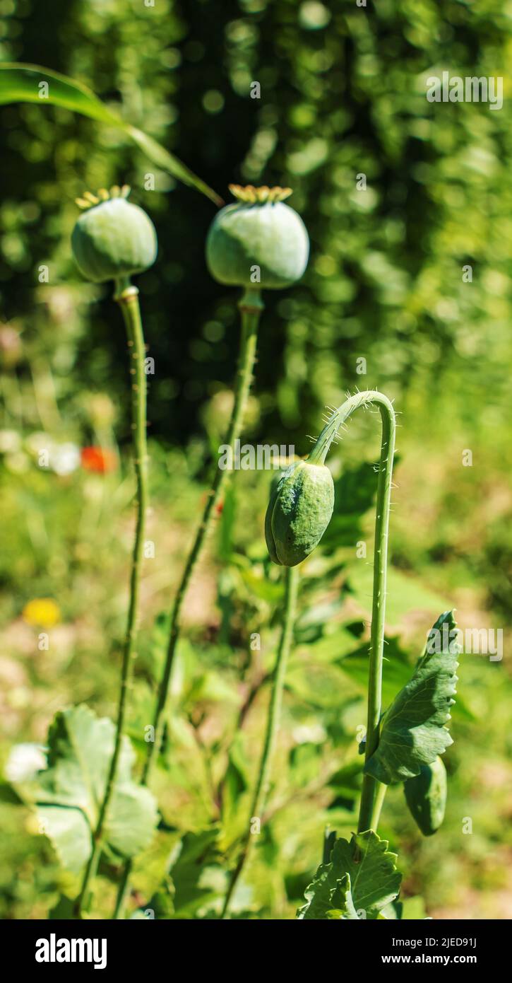 Achene with seeds of the maturing poppy plant. The stem and the box ...