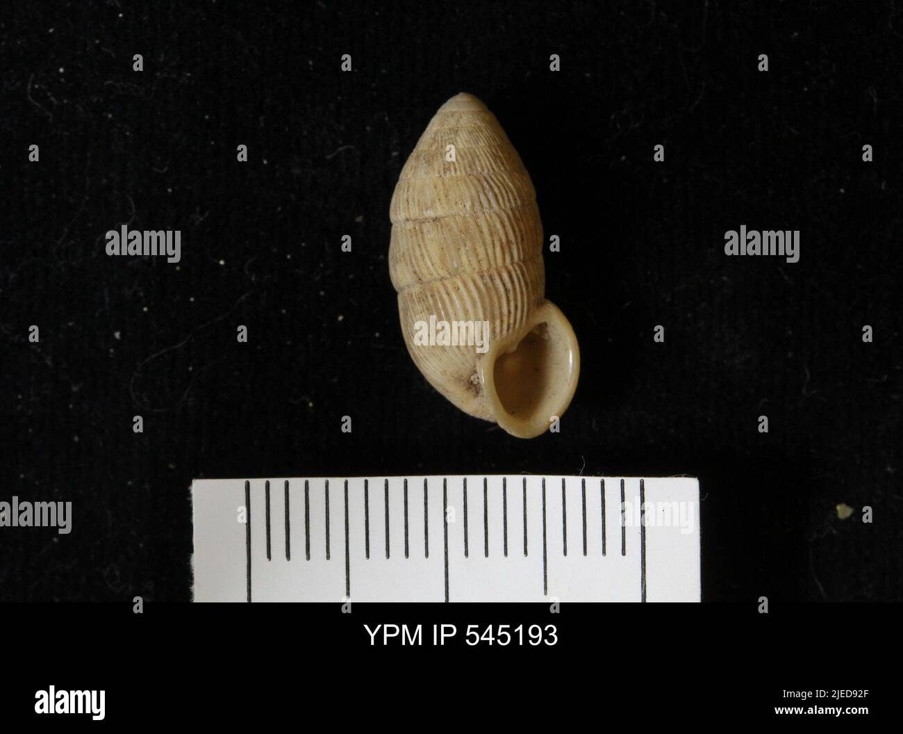 Cerion hi-res stock photography and images - Alamy