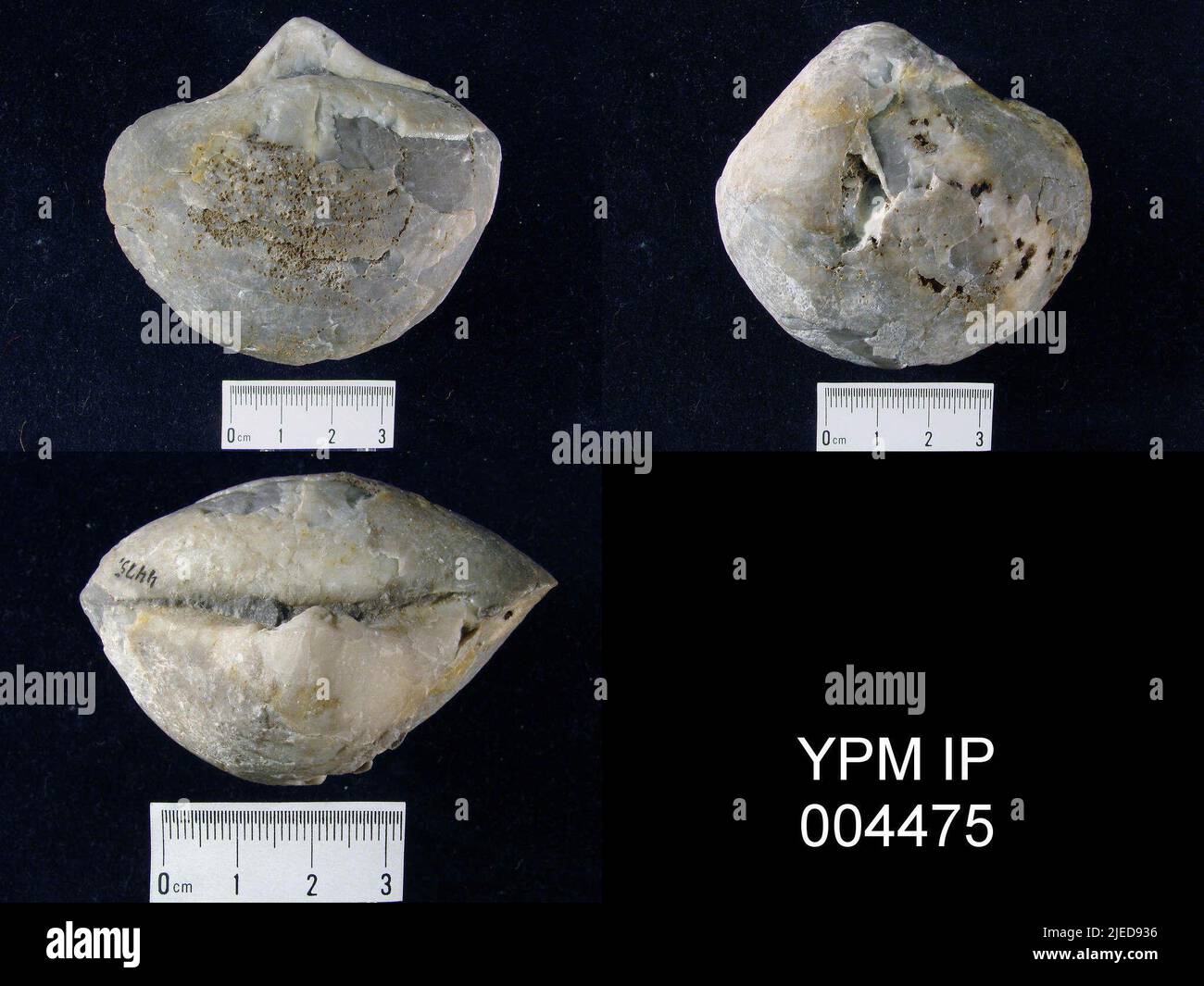 Stringocephalus burtini Defrance, 1827. IP Stock Photo - Alamy