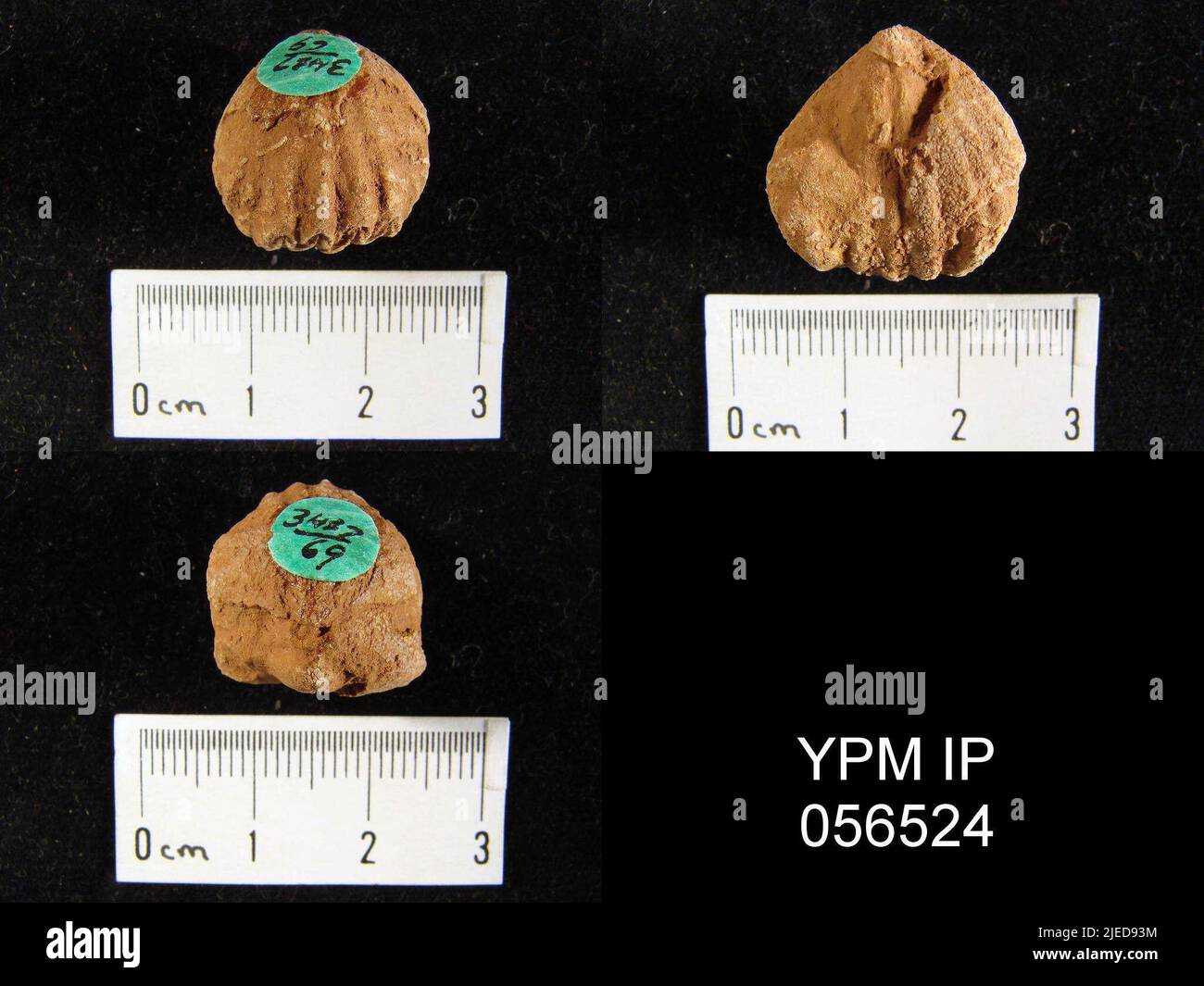 Uncinulus pyramidatus Hall, 1857 Stock Photo - Alamy