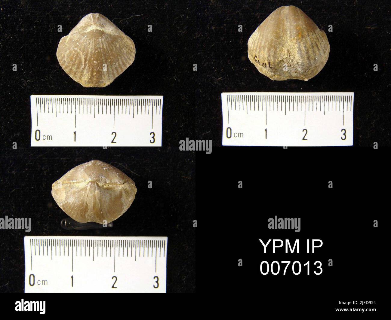 Spirifer orestes Hall & Whitfield Stock Photo - Alamy