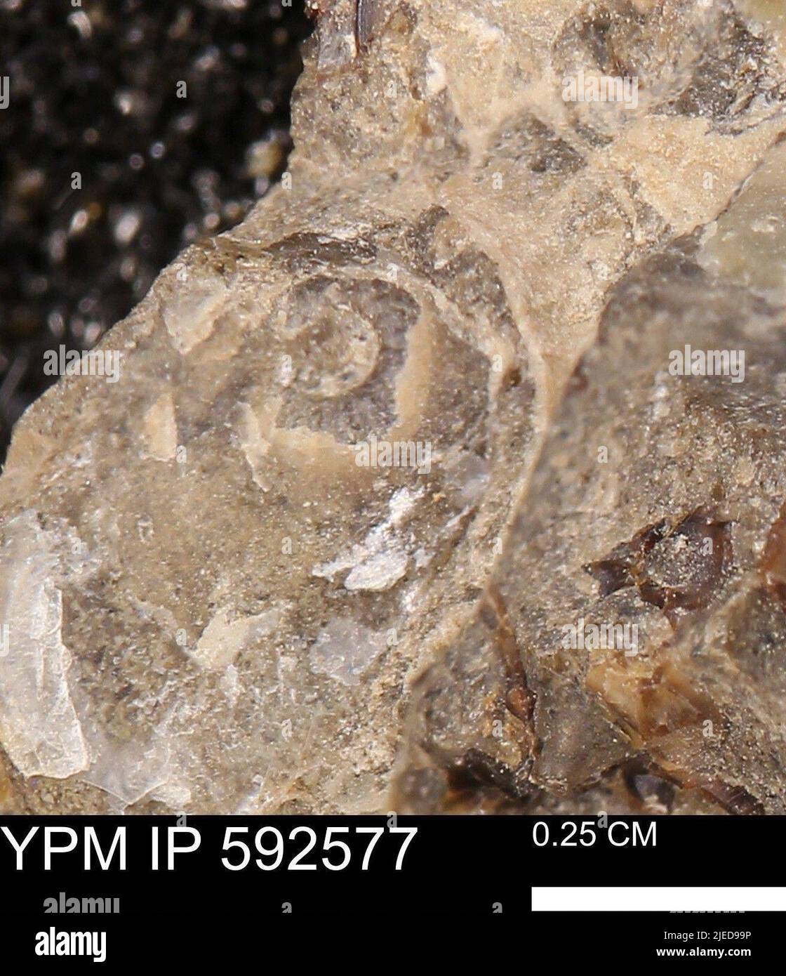 Foraminifera forams hi-res stock photography and images - Alamy