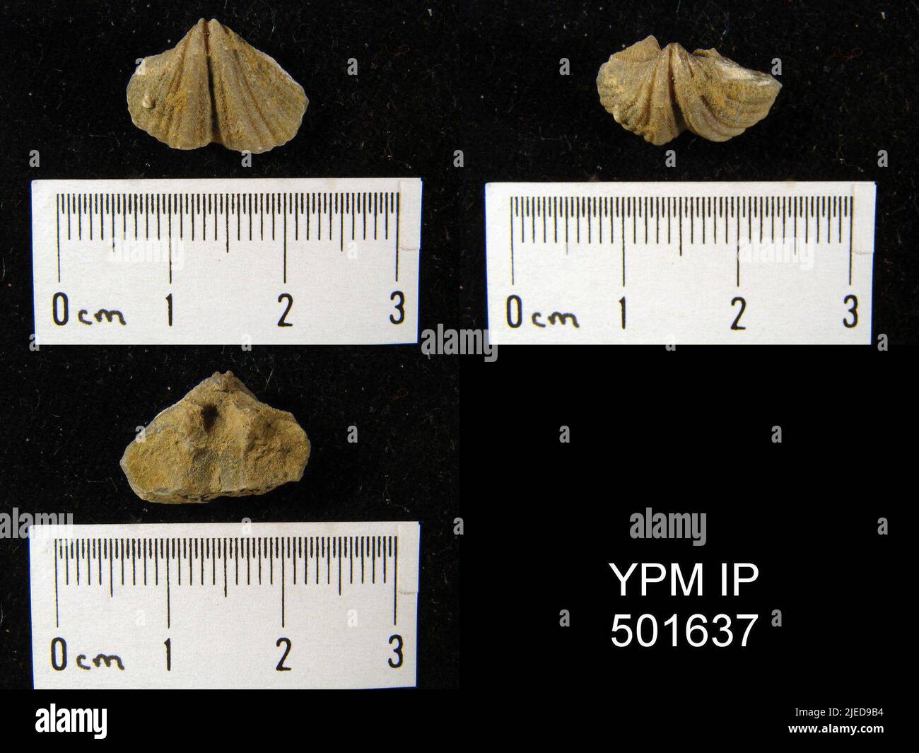 Spirifer (Neospirifer) texanus Meek Stock Photo - Alamy