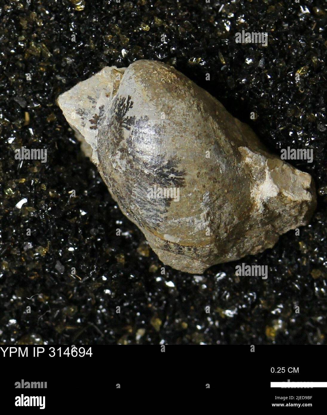 Crenella hi-res stock photography and images - Alamy