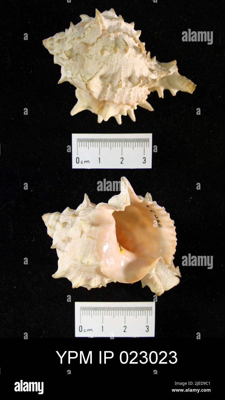 Murex sp animalia hi-res stock photography and images - Alamy