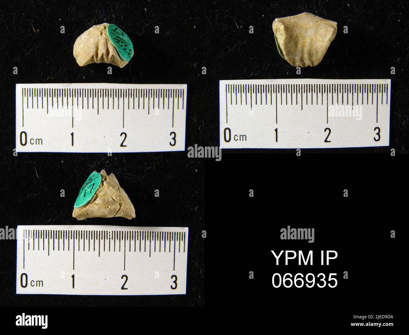 Pugnax pugnus altus Stock Photo - Alamy