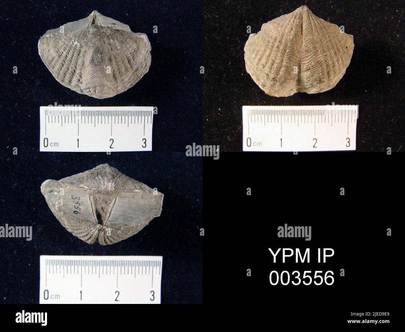 Laminosa hi-res stock photography and images - Alamy