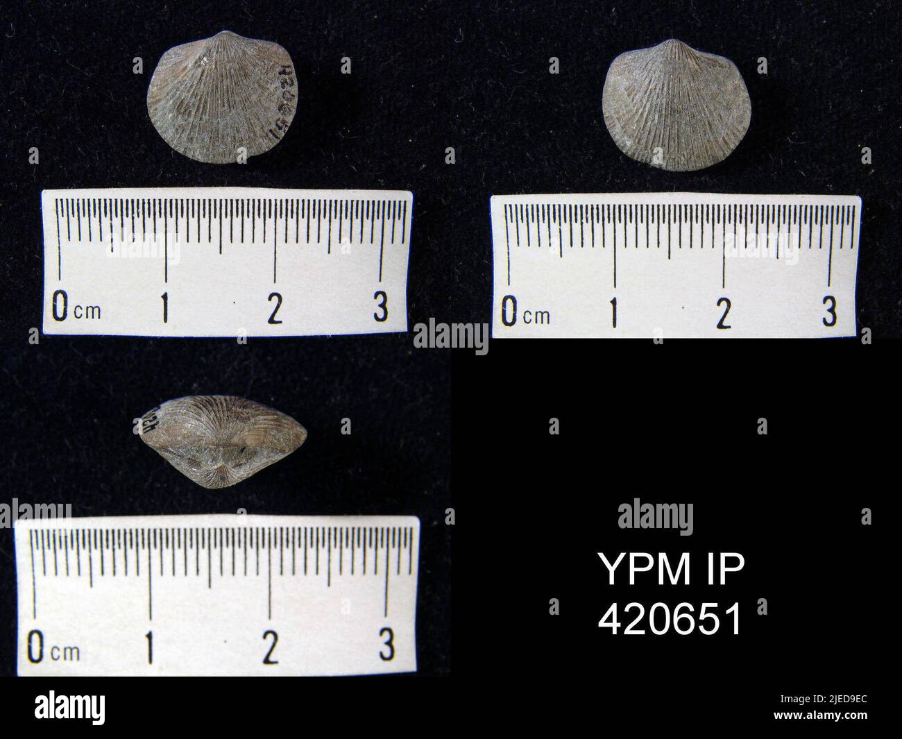 Dalmanella sp hi-res stock photography and images - Alamy