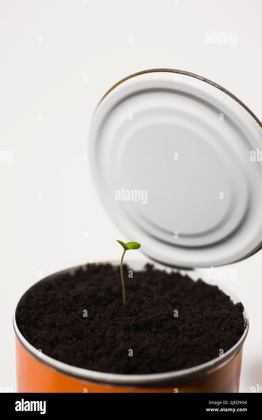 Tree seedling emerging through soil in tin can Stock Photo - Alamy
