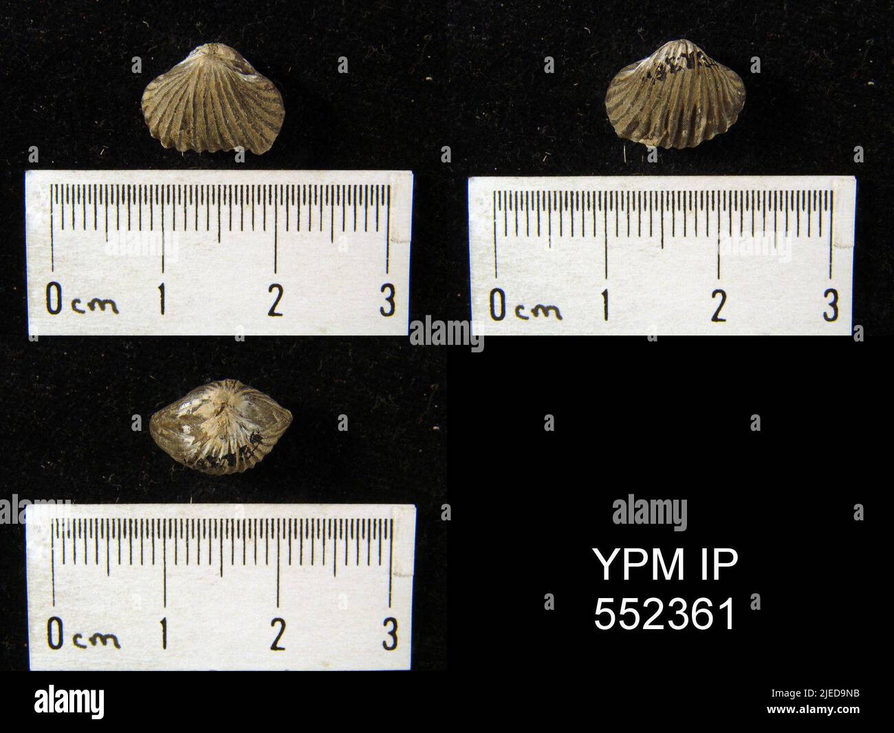 Rhynchonellida hi-res stock photography and images - Alamy