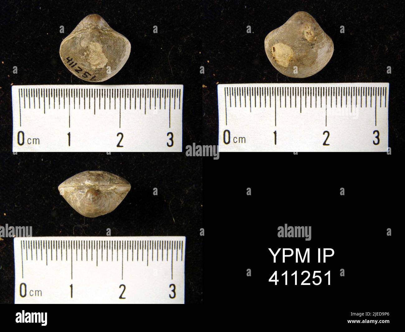 Squamularia perplexa (McChesney Stock Photo - Alamy