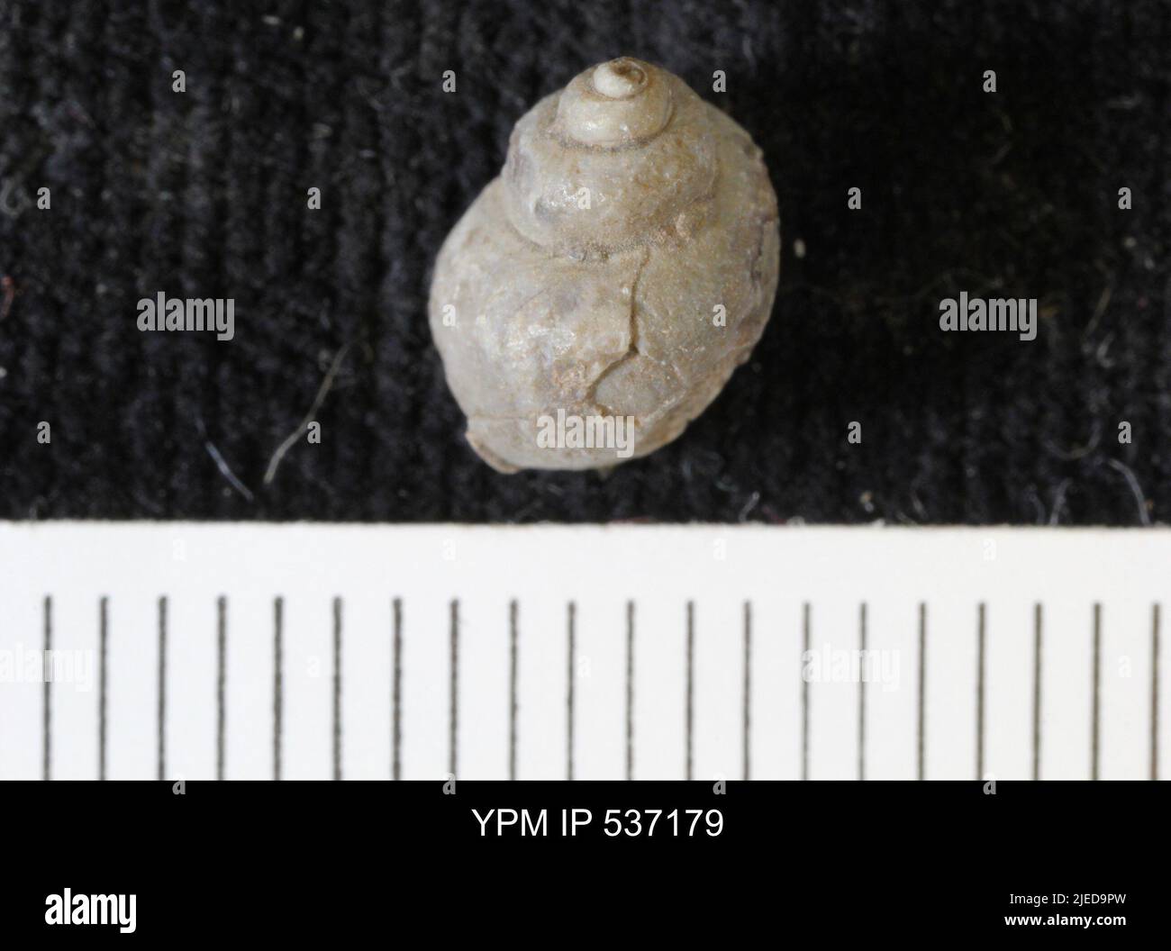 Viviparus montanaensis Stanton Stock Photo - Alamy