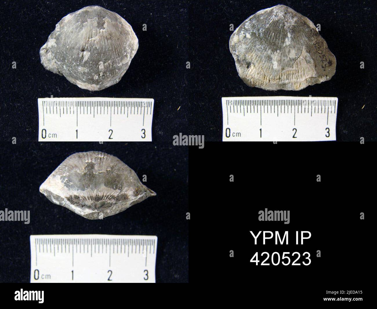 Atrypa cf reticularis linnaeus hi-res stock photography and images - Alamy