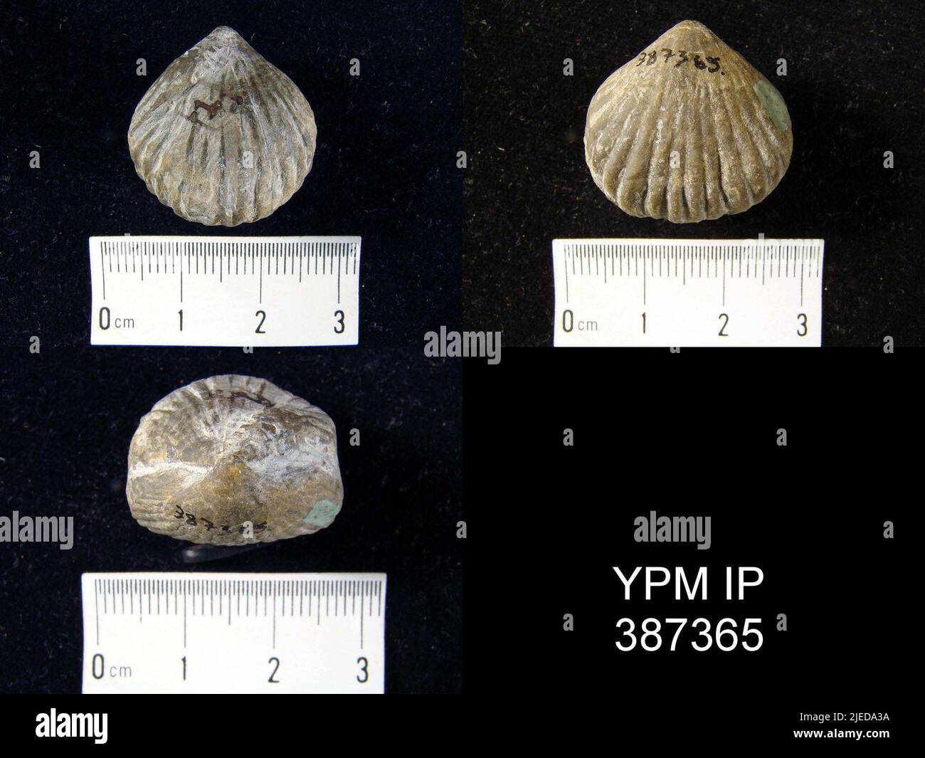 Uncinulus pyramidatus Hall, 1857 Stock Photo - Alamy