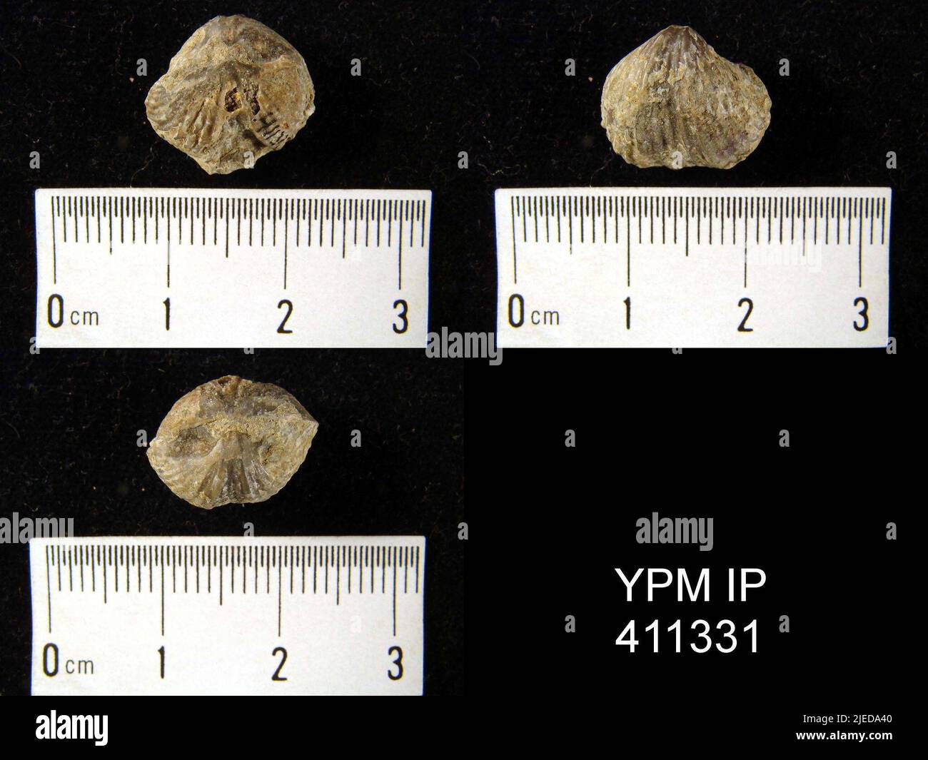 Spirifer sp animalia hi-res stock photography and images - Alamy