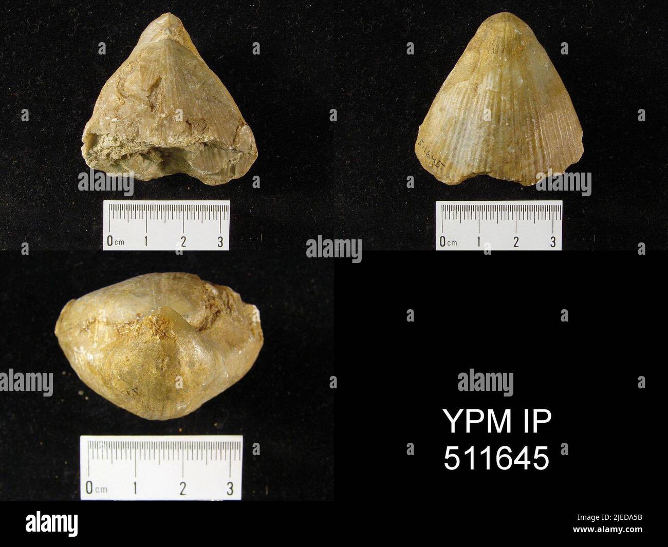 Pentamerus tenuistriatus walmstedt animalia hi-res stock photography ...