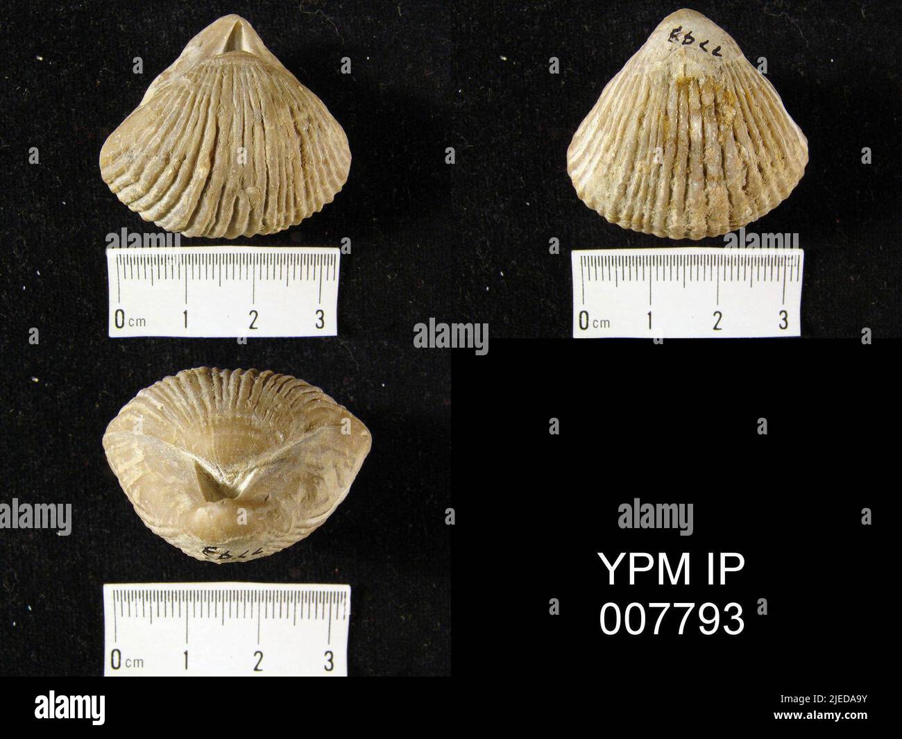 Conchidium hi-res stock photography and images - Alamy