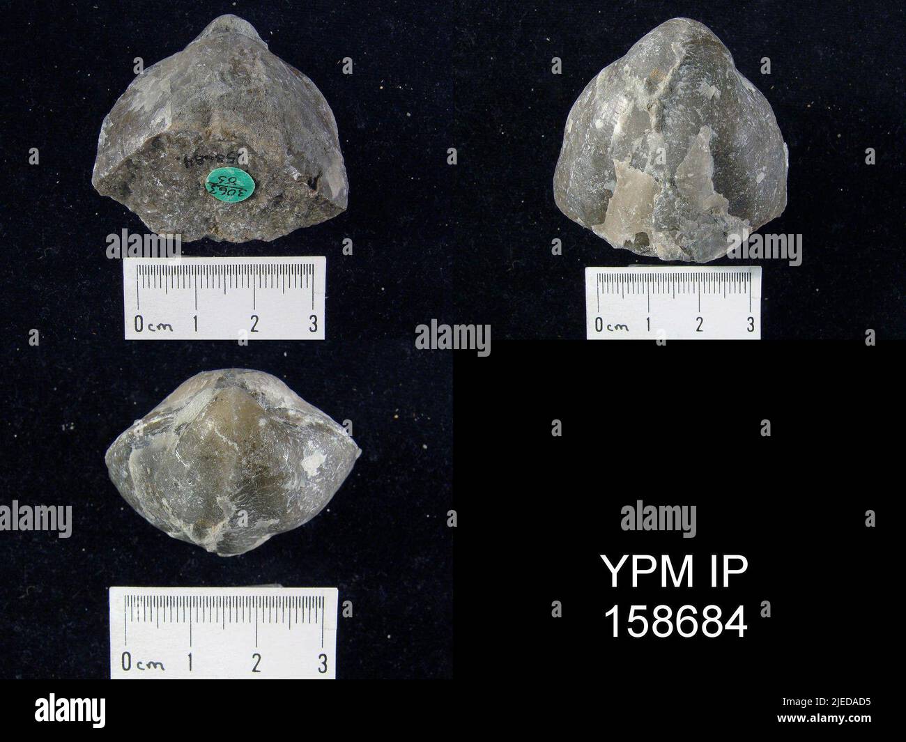 Pentamerus oblongus (Sowerby Stock Photo - Alamy