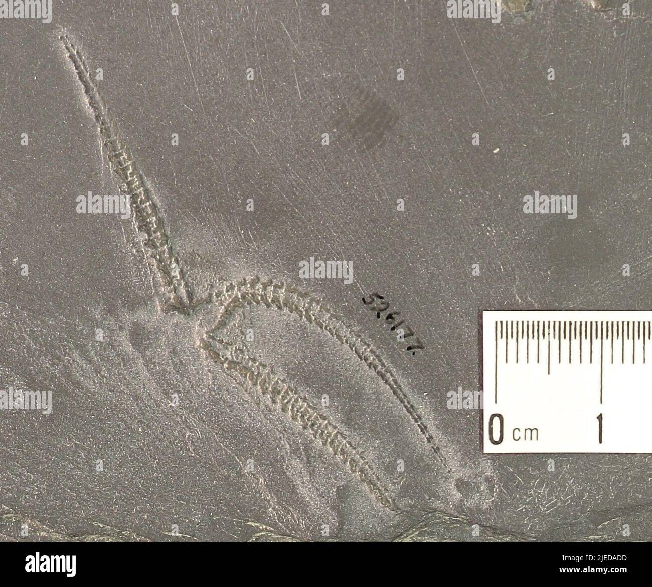 Furcaster palaeozoicus Sturtz Stock Photo - Alamy