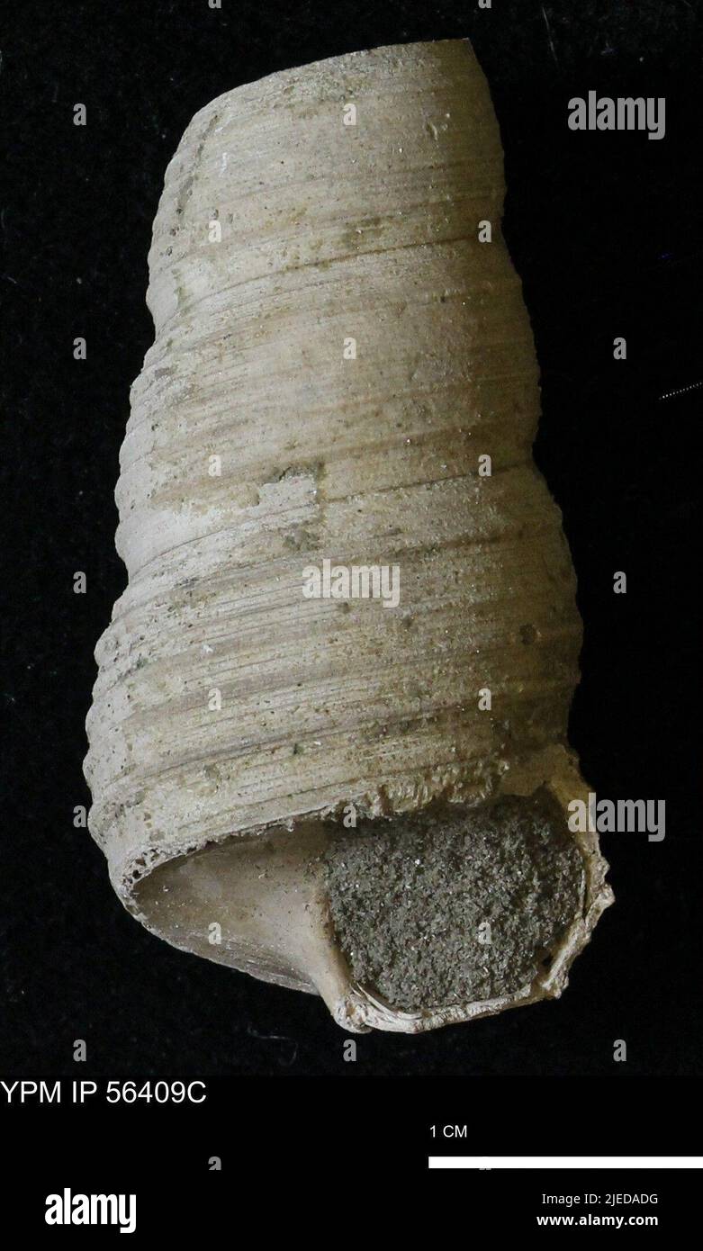 Turritella sp animalia hi-res stock photography and images - Alamy