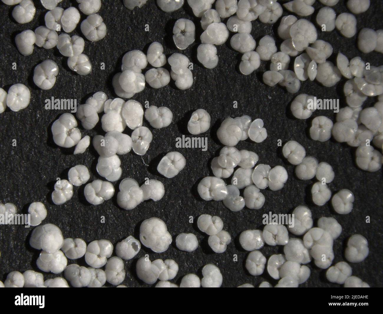 Globorotalia menardella menardii dorbigny hi-res stock photography and ...