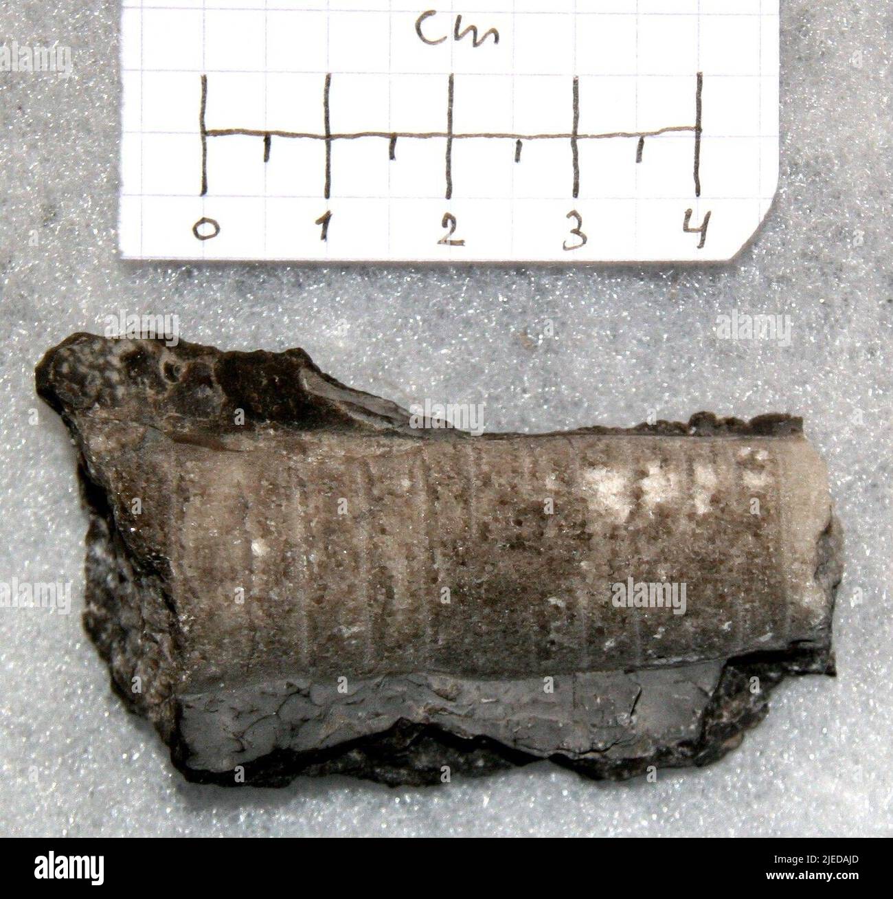 Vaginoceras piscator animalia hi-res stock photography and images - Alamy