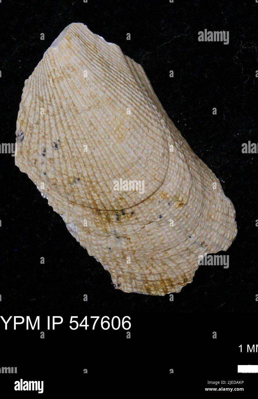 Modiola hamatus animalia hi-res stock photography and images - Alamy