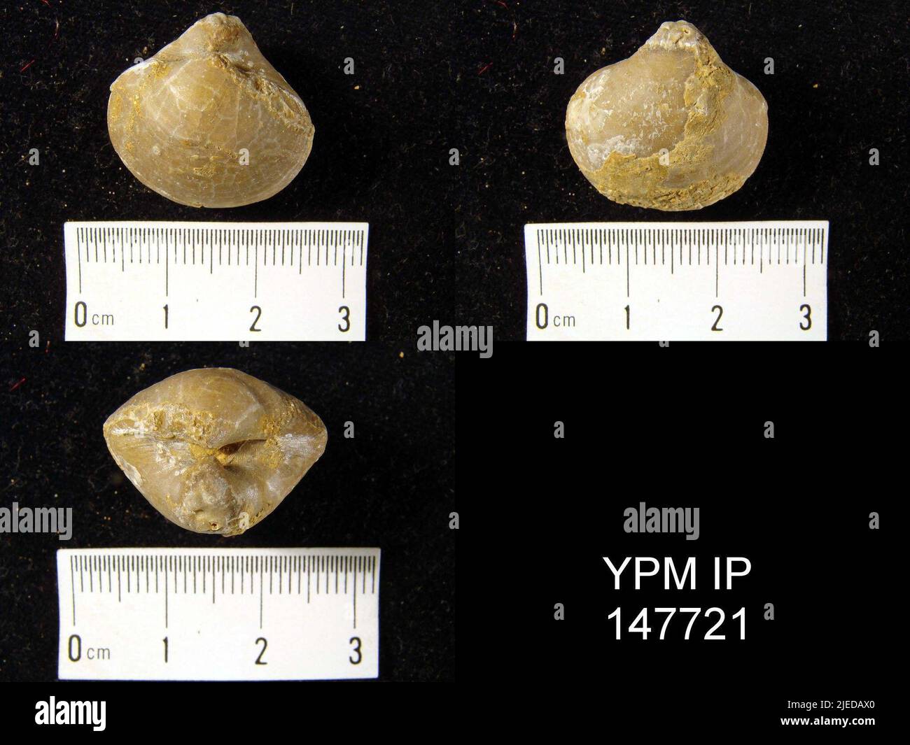 Squamularia perplexa (McChesney Stock Photo - Alamy