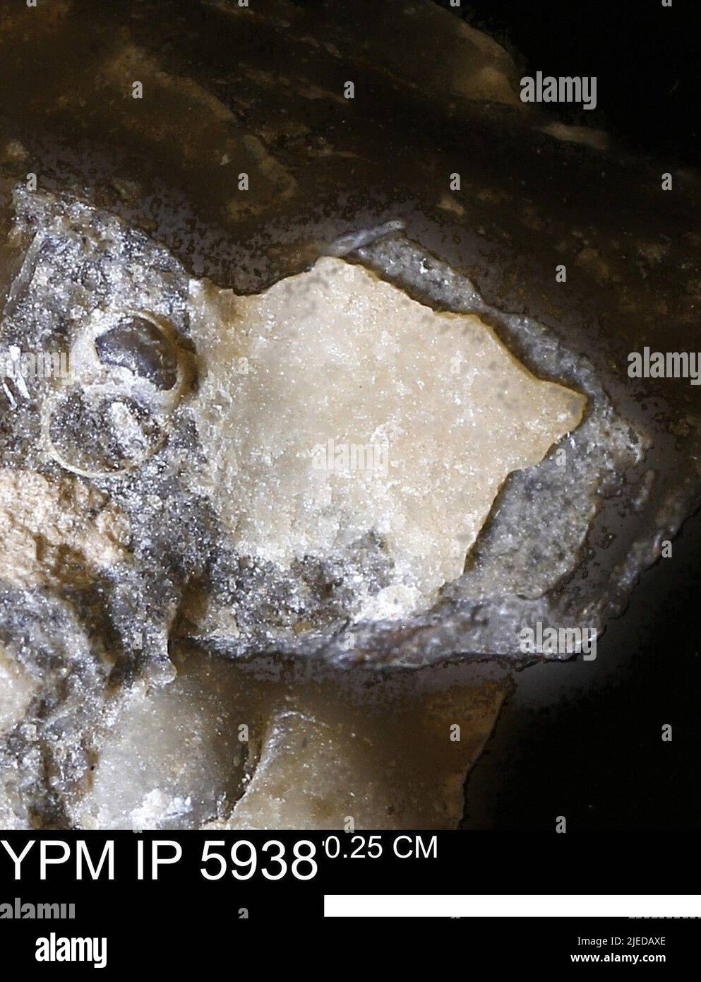 Shell bearing mollusc hi-res stock photography and images - Alamy