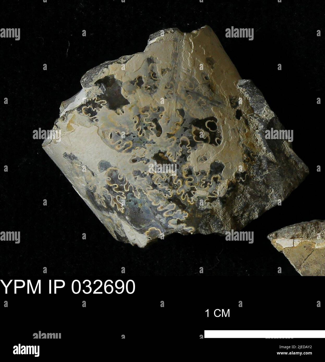 Baculites gregoryensis Cobban Stock Photo - Alamy