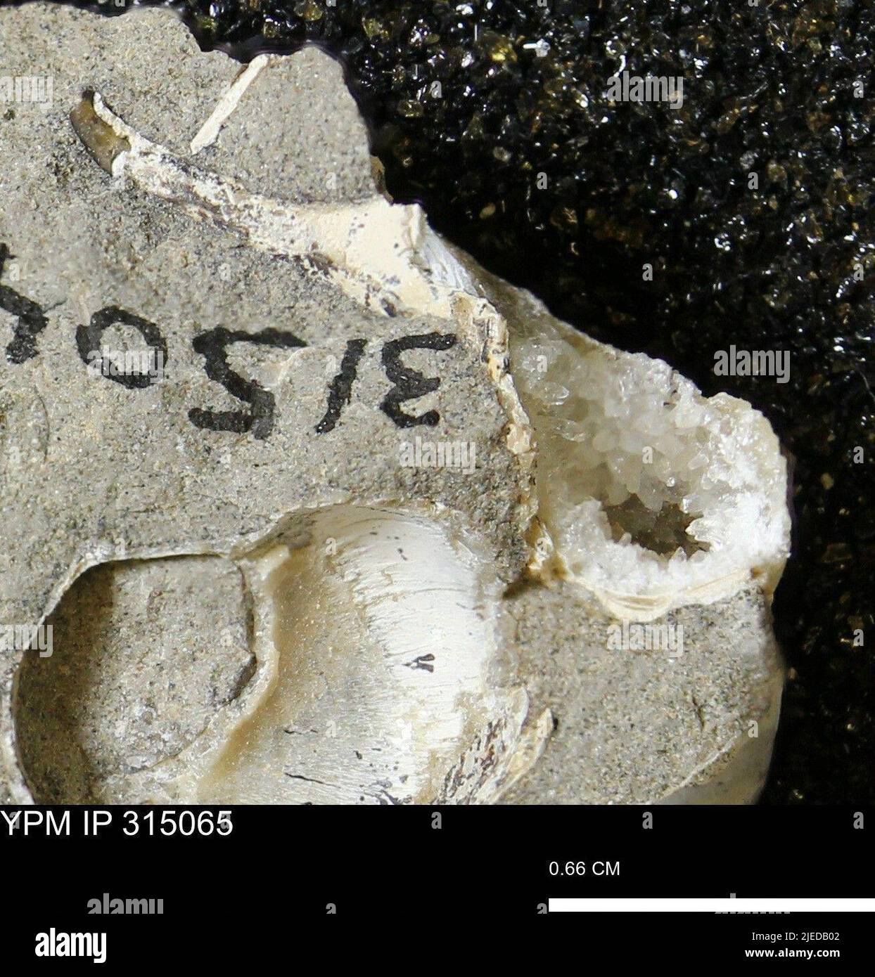 Undet animalia animalia animals hi-res stock photography and images - Alamy